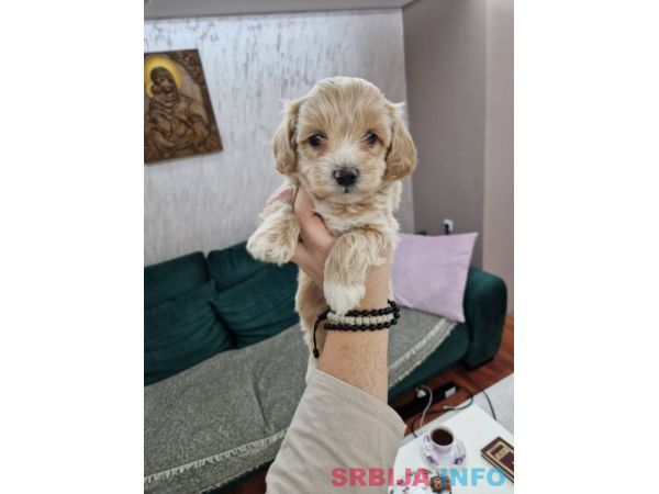 Neodoljivi stenci maltipoo
