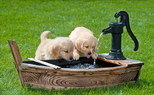 Zlatni retriver, štene