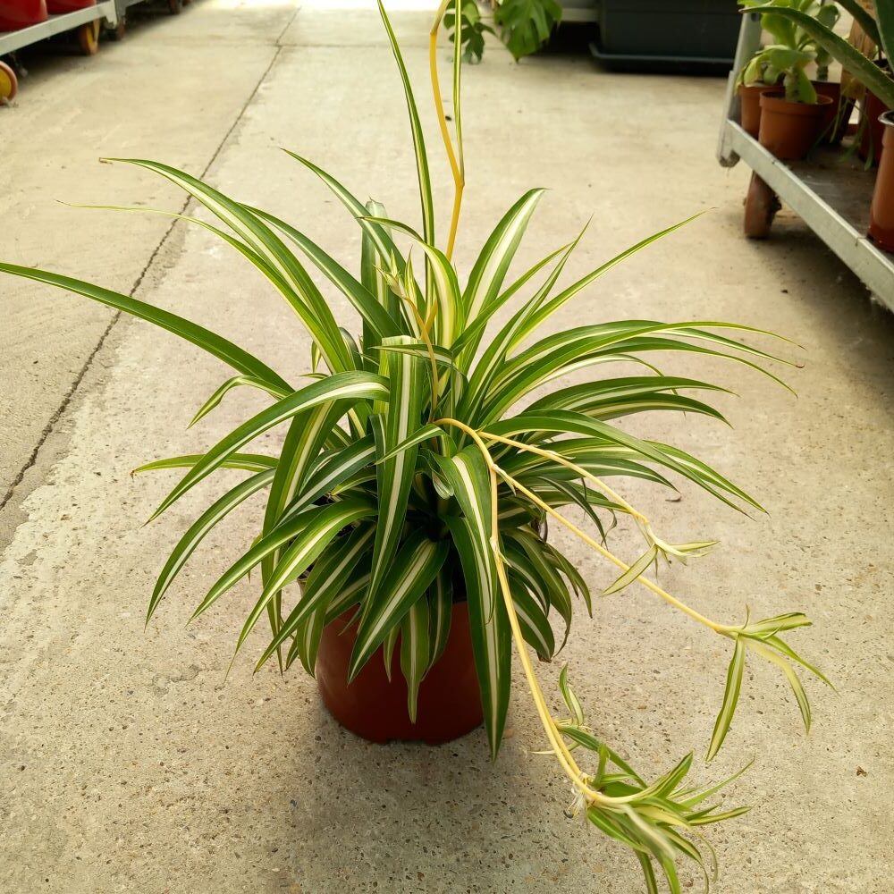 Chlorophytum ‘Vittatum’ 30 cm