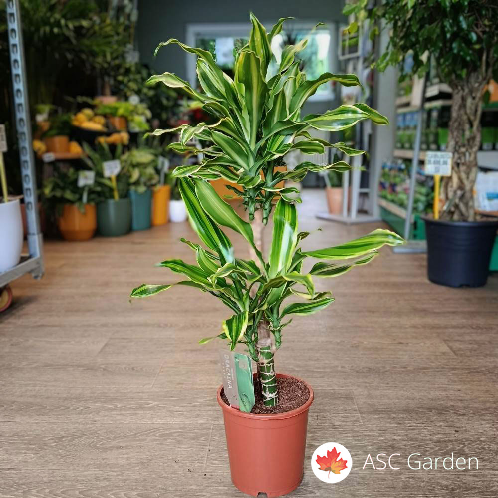Dracaena fragrans Golden Queen 75 cm