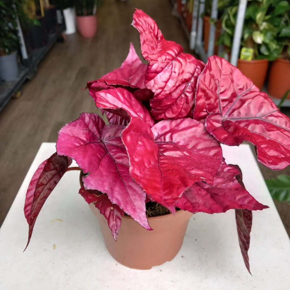 Begonia mix 22 cm