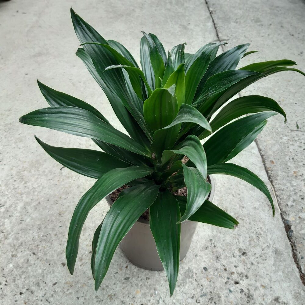 Dracaena compacta 40 cm
