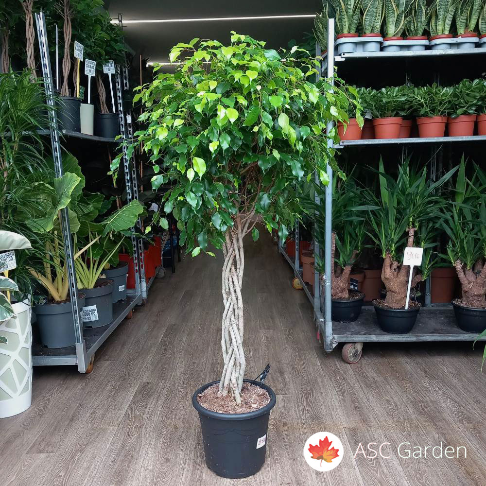 Ficus benjamina ‘Exotica’ 130 cm
