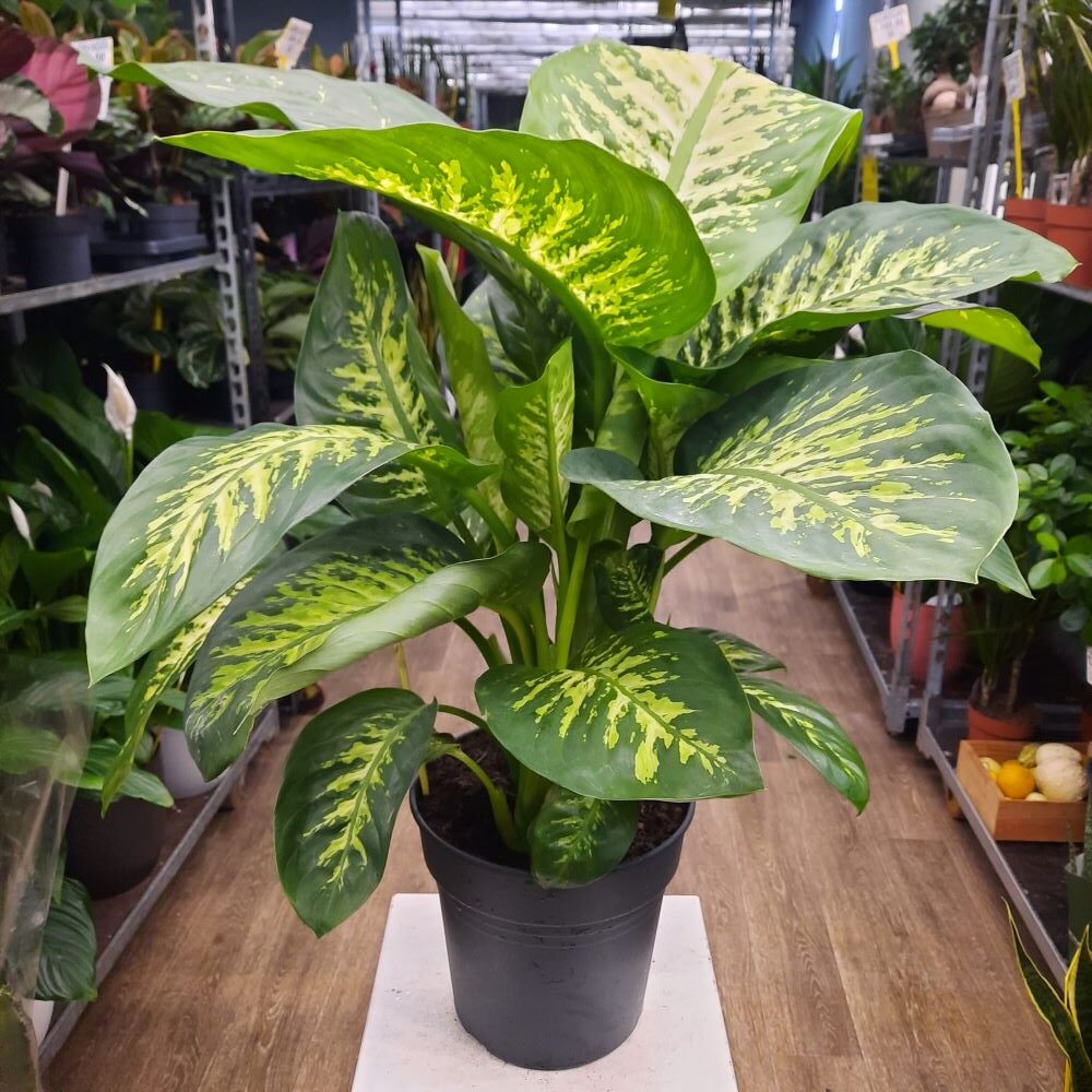 Dieffenbachia Seg. ‘Maroba’ 100 cm