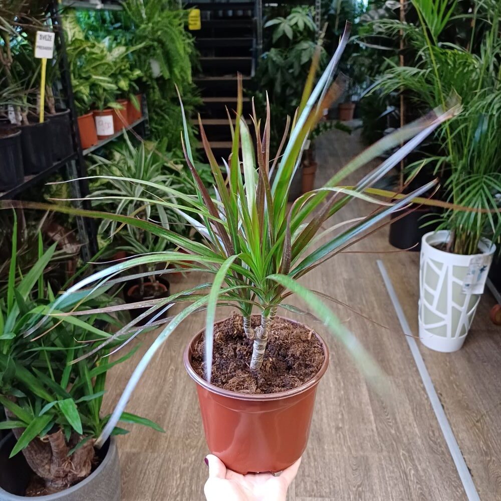 Dracena Marginata 40 cm