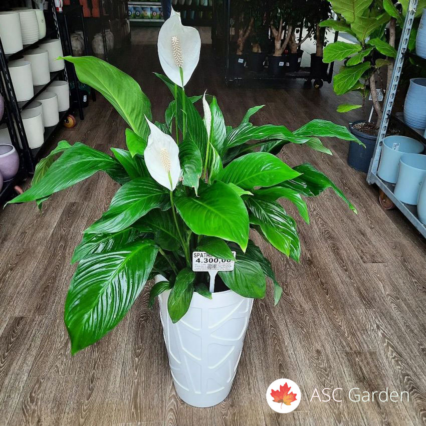 Spathiphyllum Sweet Lauretta 100 cm