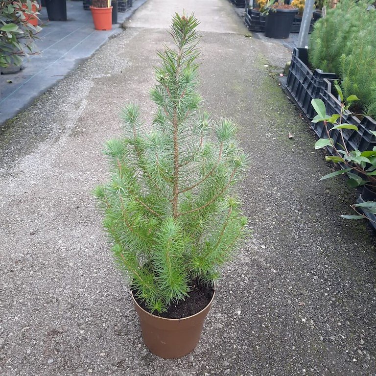 Pinus pinea Silver Crest 50 cm