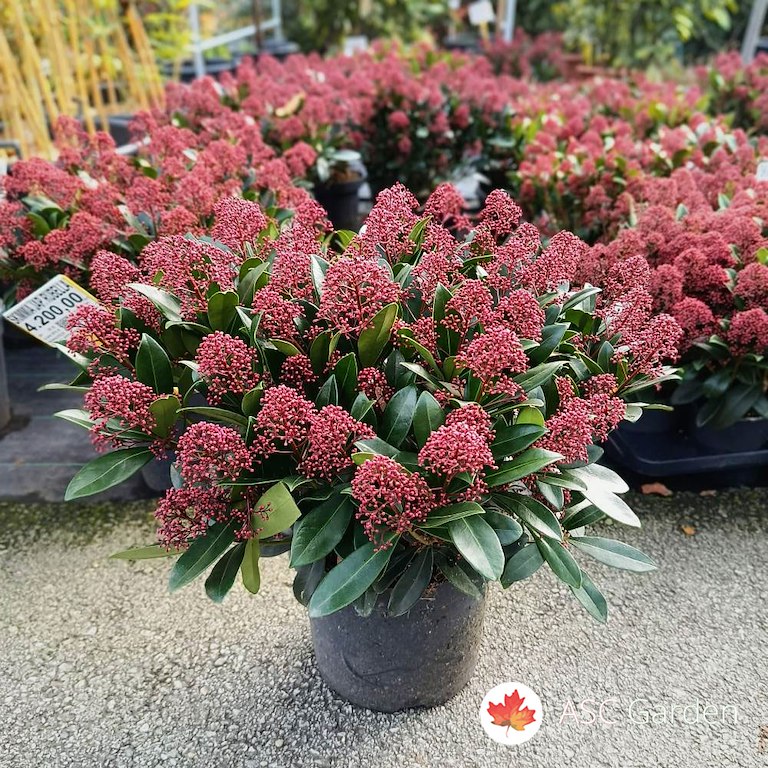 Skimmia japonica rubella 60 cm