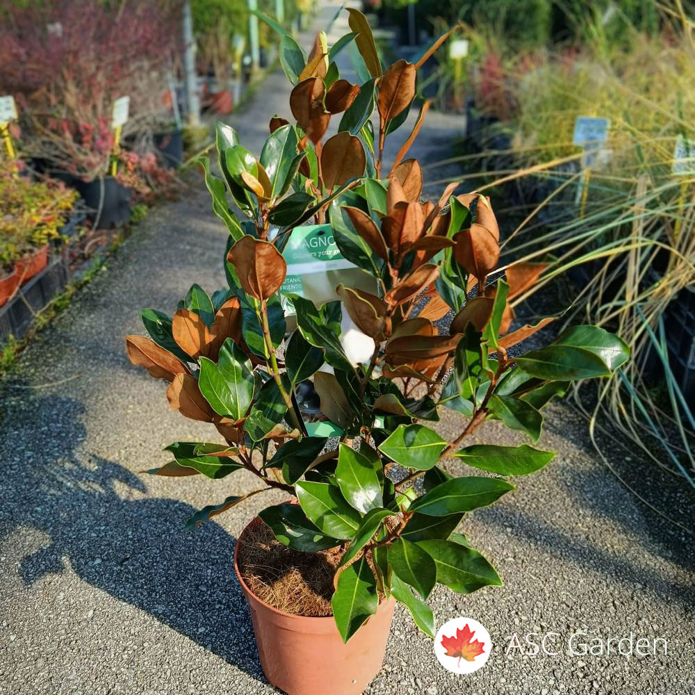 Magnolia grandiflora 90 cm