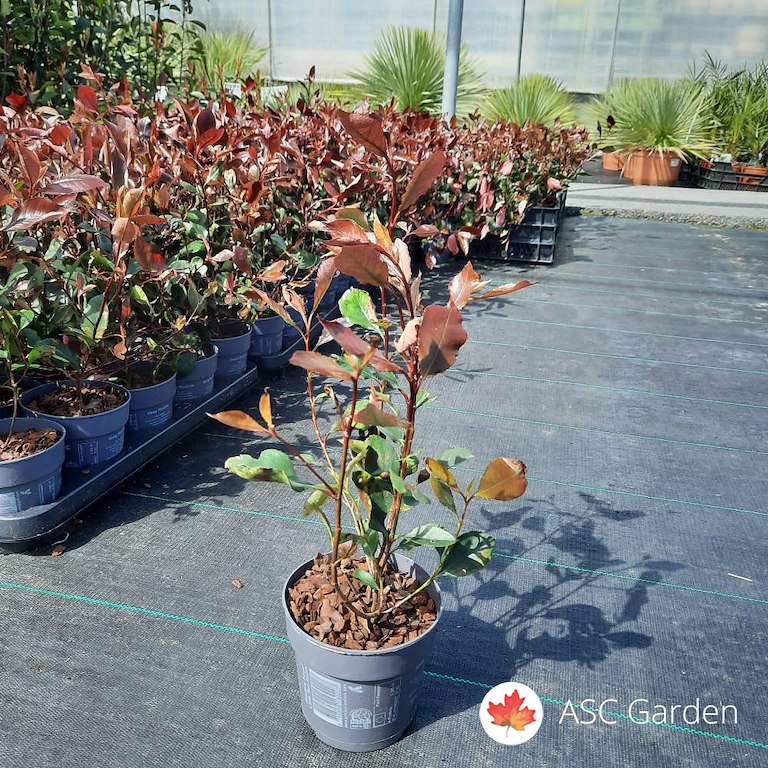 Photinia Little Red Robin 20 cm