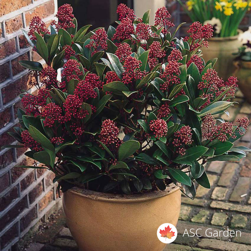 Skimmia japonica rubella 50 cm
