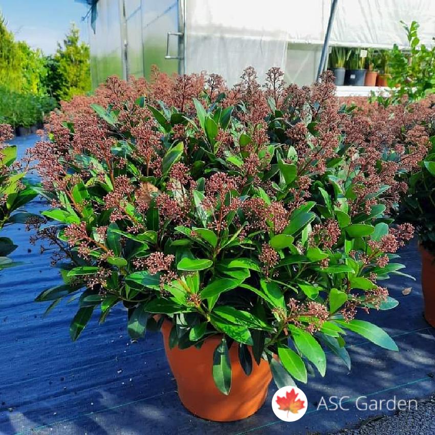 Skimmia japonica Rubella 65 cm