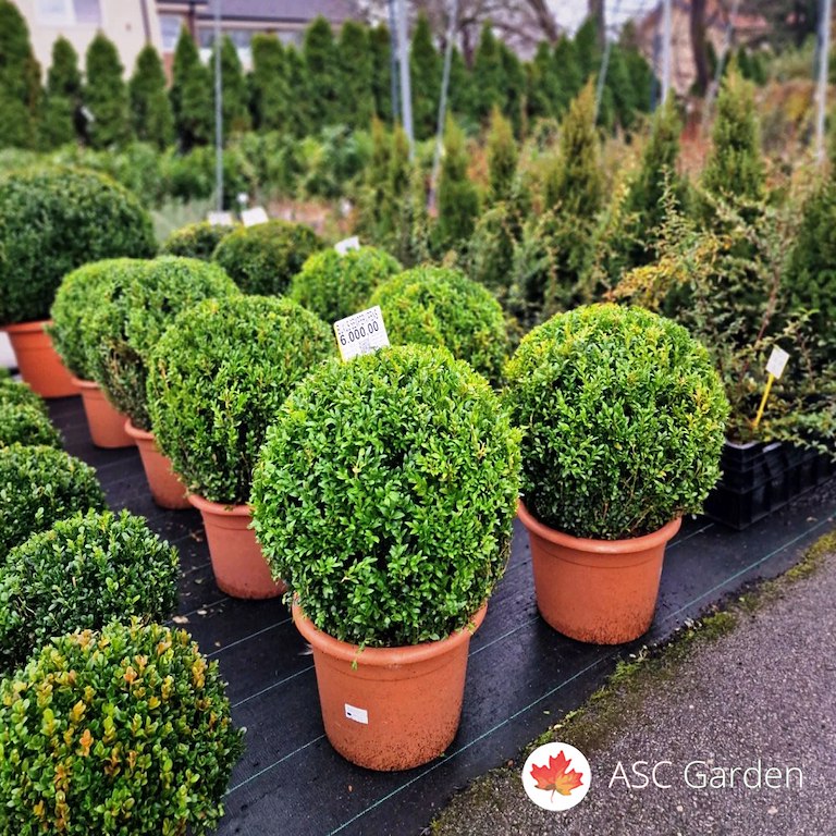 Okrugli šimšir fi 50 cm