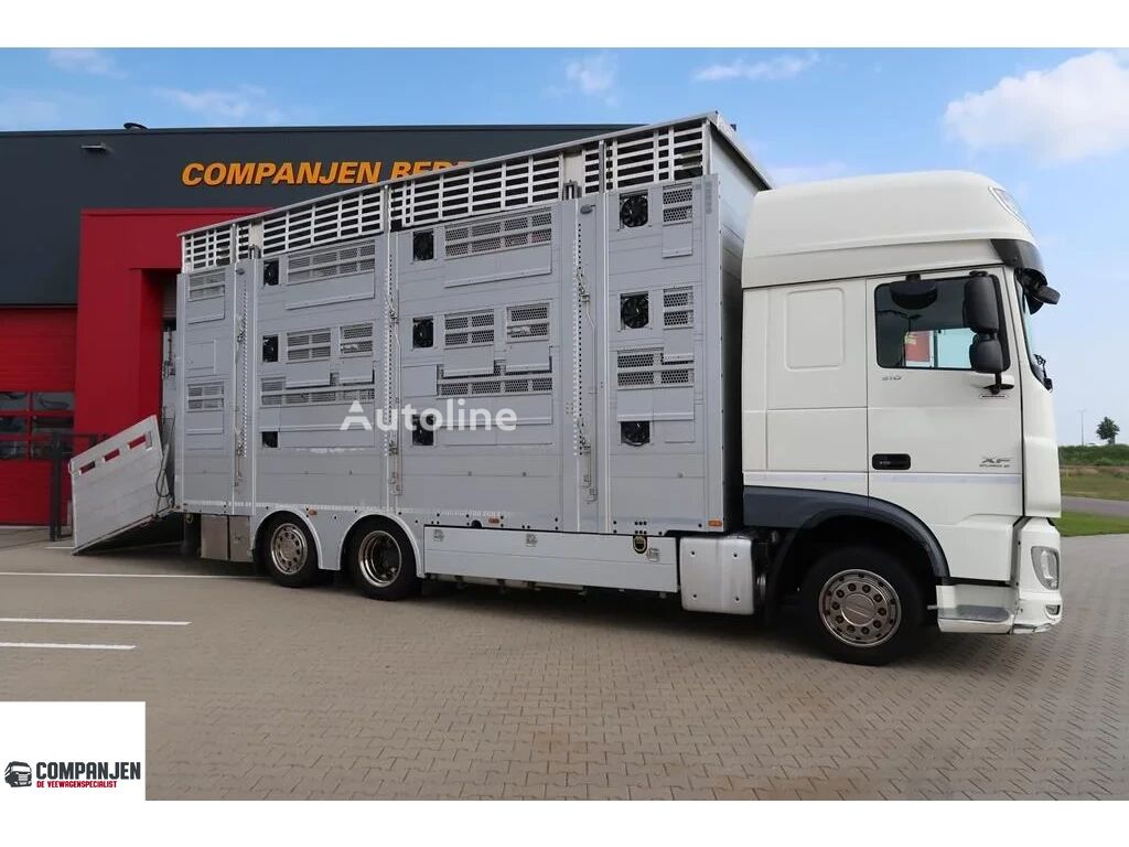 DAF XF 510 Super Space Cab - Livestock transport - Pezzaioli - Euro kamion za prevoz stoke