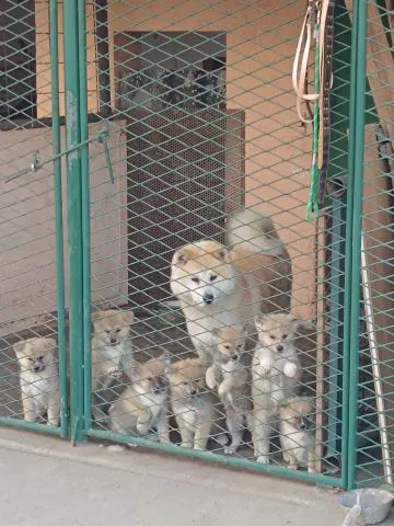 Stenci Akita Inu (Japanska Akita)