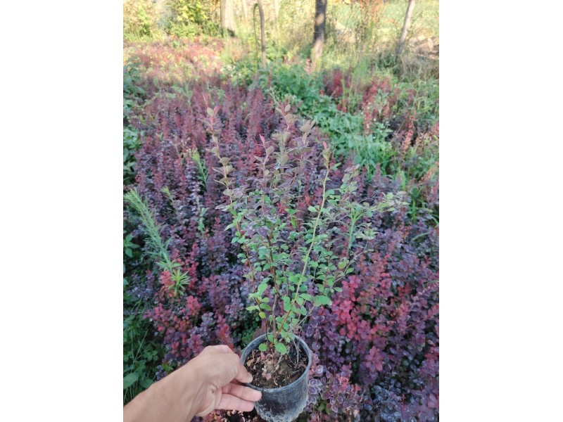 Berberis