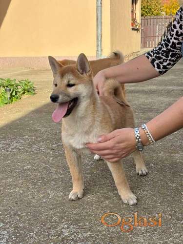 Shiba inu štenci