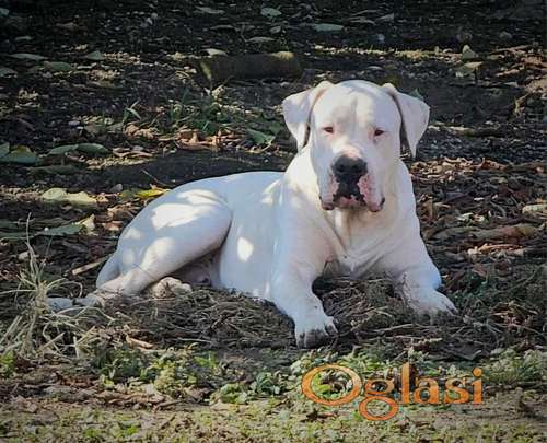 Dogo Argentino,mužijak slobodan za parenje