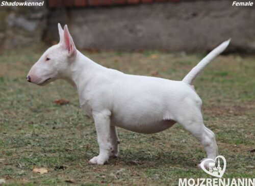 Štenci Mini Bull Terrier