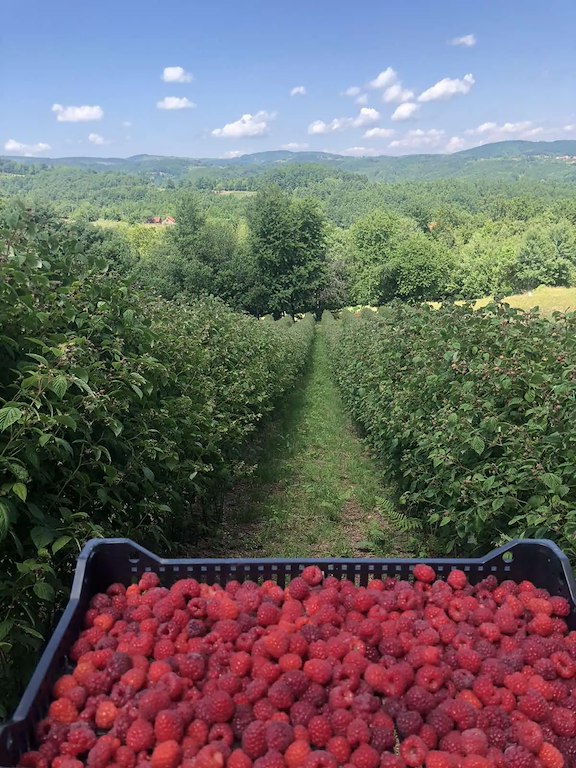 Sadnice maline, stari vilamet, glen ample, crni