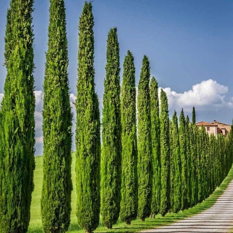 Cupressus Sempervirens Totem – Italijanski Čempres