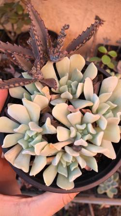 Echeveria Topsy Turvy