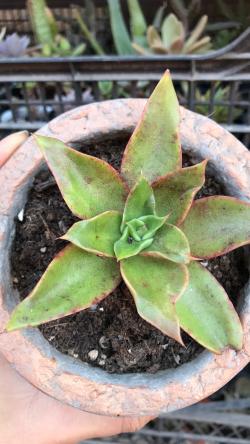Echeveria Rubela
