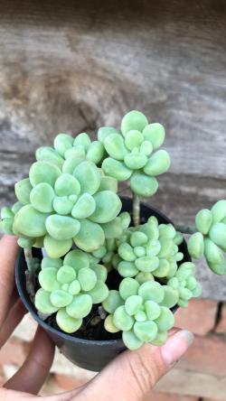 Graptosedum Paseo