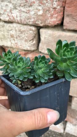 Echeveria Ron Evans