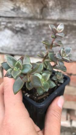 Graptosedum Bronze