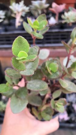 Kalanchoe sa zvonastim cvetićima