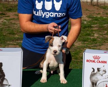 Američki Stafordski Terijer, vrhunski štenci