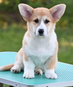 VELŠKI KORGI/WELSH CORGI PEMBROKE