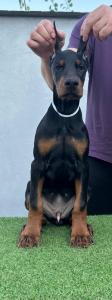 DOBERMAN PRELEPI ŠTENCI