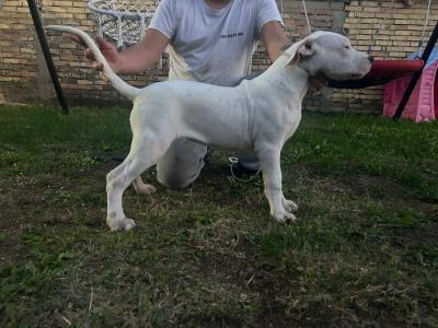 NA PRODAJU ZENKICA DOGO ARGENTINO STARA 5 MESECI