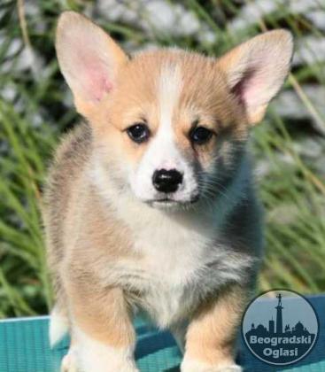 Welsh Corgi Pembroke Velški Korgi