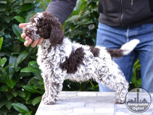Lagotto Romagnolo štenci
