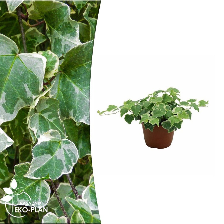 Hedera Helix - belo zeleni brsljan