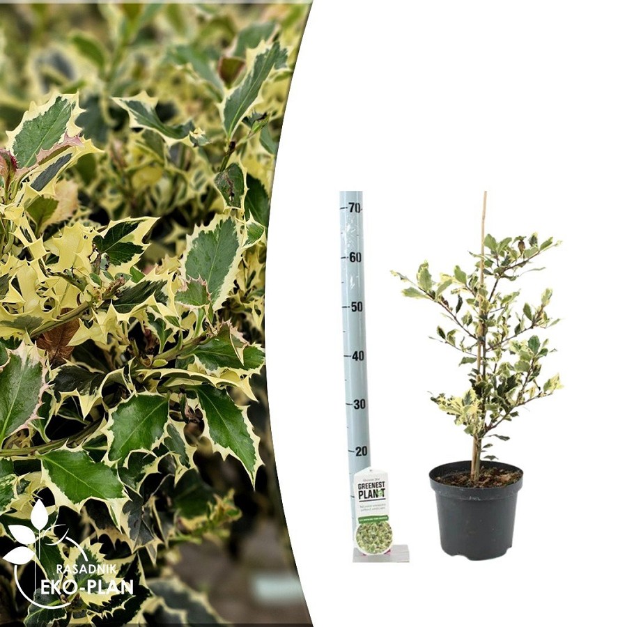ilex aquifolium marginata