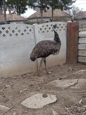 Emu ptica zenka