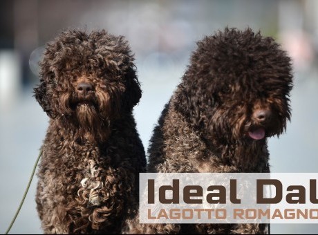 Štenci Lagotto Romagnolo