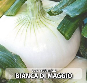 Luk BIANCA DI MAGGIO