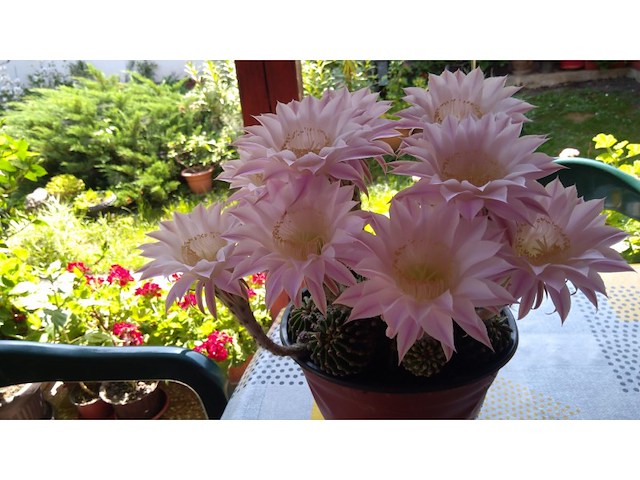 Echinopsis oxygona morski jež