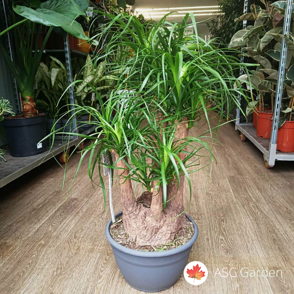 Nolina recurvata – Nolina 85 cm