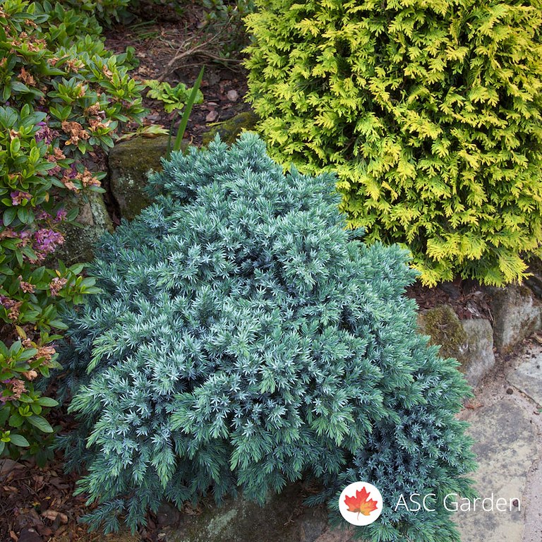 Juniperus ‘Blue Star’ 40 cm Mini plava kleka