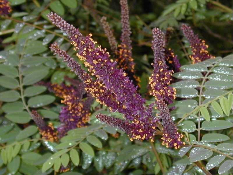 Bagremac, Amfora - Amorpha fruticosa L. SEME