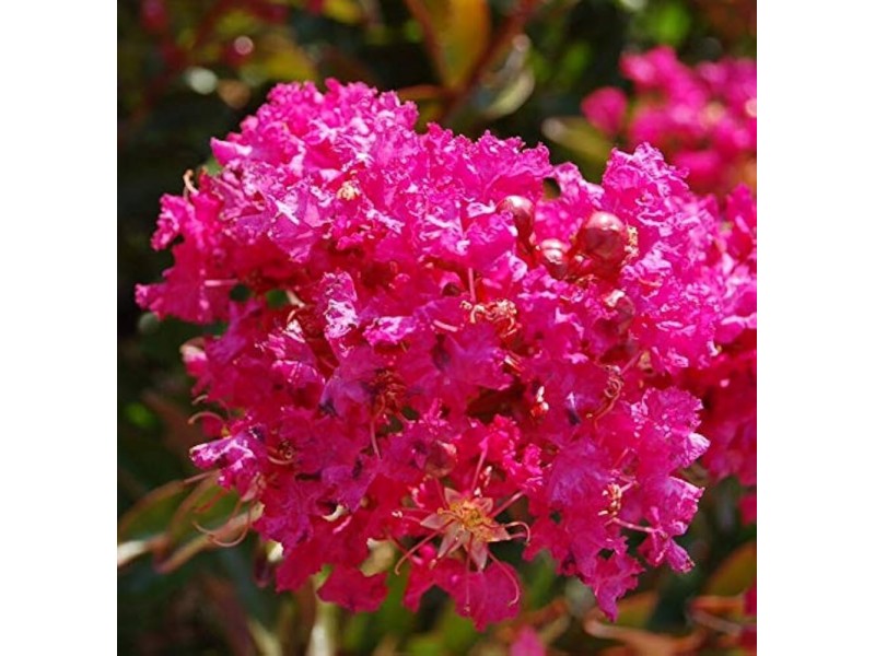 Indijski jorgovan - lagerstroemia indica SEME