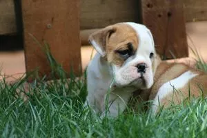 ŠTENCI ENGLESKOG BULDOGA