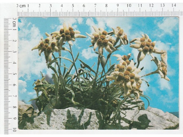 Edelweiss, runolist