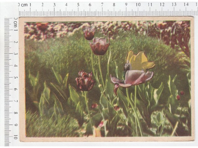 Tulipani